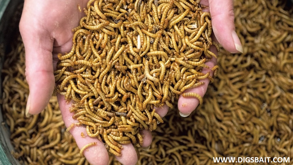 Mealworms: Nature’s Nutritious Powerhouse as Feeder Insects – Digs Bait ...
